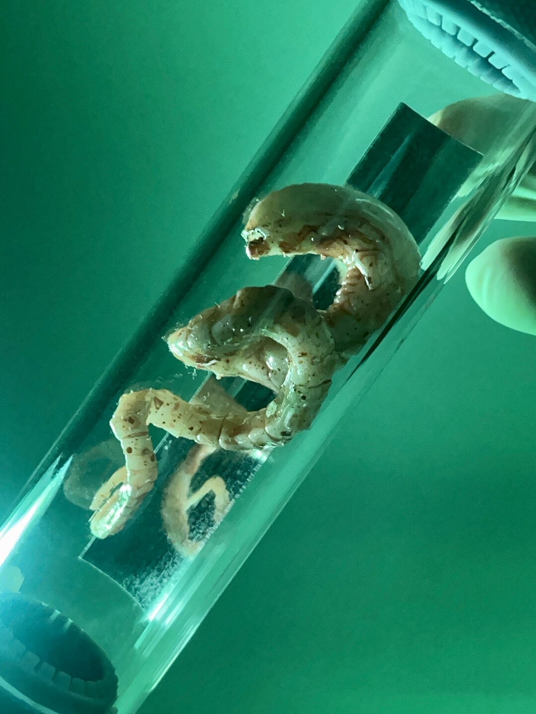 Alien Xenomorph/facehugger/chestburster Weyland Vial Capsule Movie Prop ...