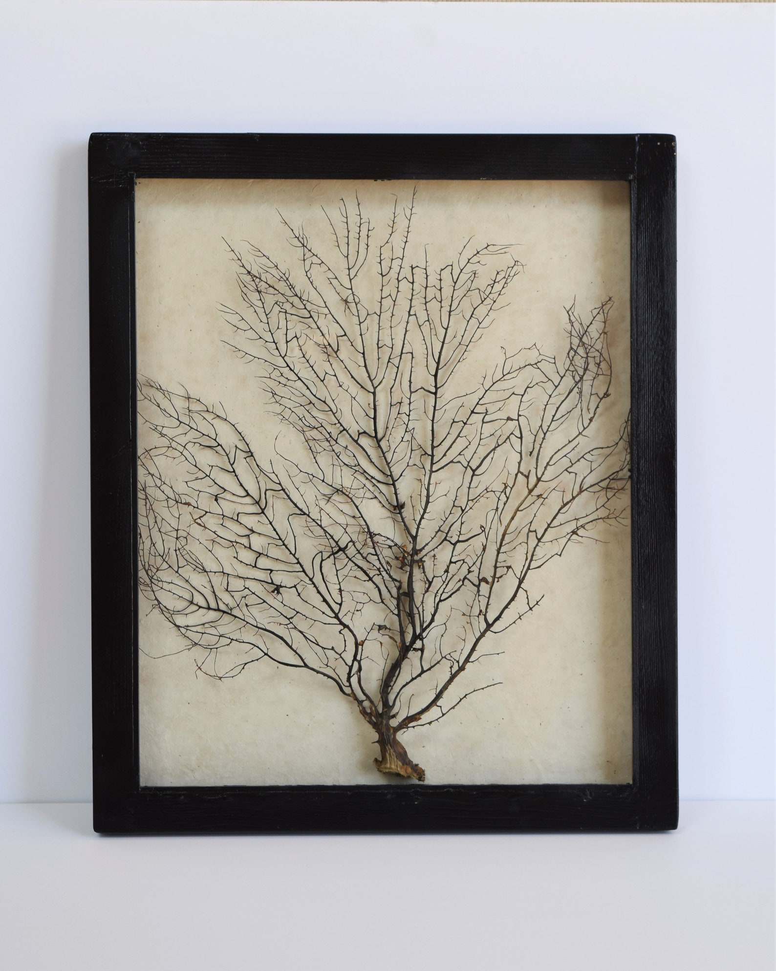 Black Shadow Box With Black Seafan - Etsy