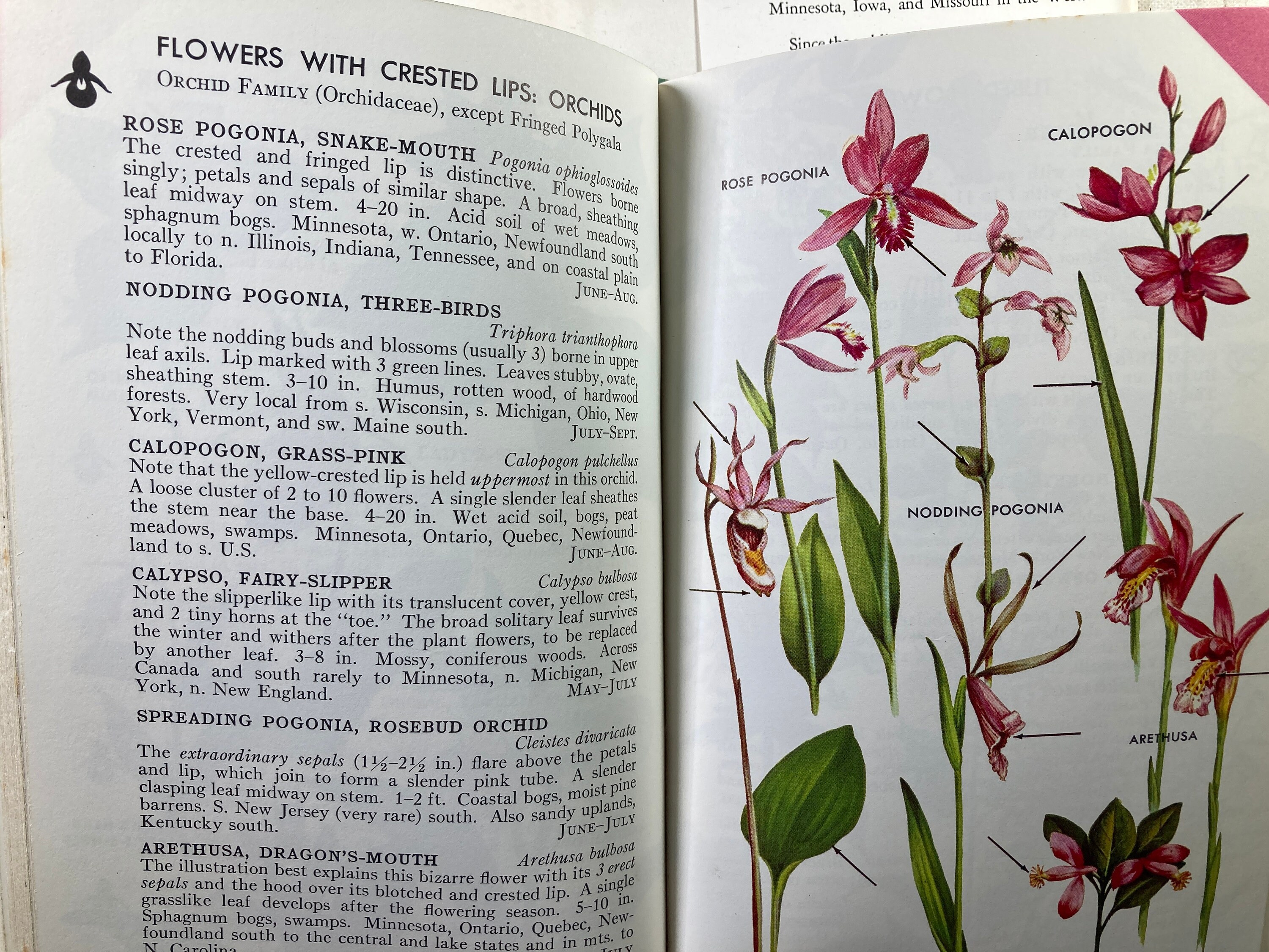 1968 Wildflower Field Guide: Peterson/mckenny, First Printing - Etsy