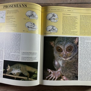 1987 the Encyclopedia of Mammals" Ed. David Macdonald Illustrations ...