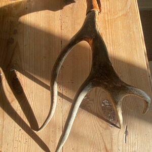 A Genuine Reindeerhorn Crown Knife, Chandeliers /pure Reindeer/ Swedish ...