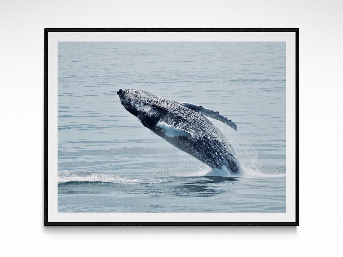 Humpback Dance Photography Poster Whale Wall Art Ocean - Etsy