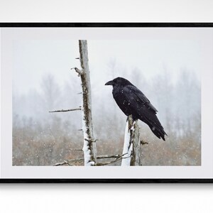 Raven in Snow Fine Art Print | Alaskan Wildlife Bird Photography Poster ...