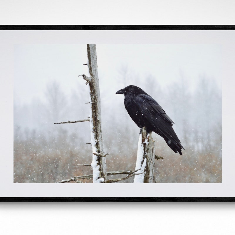 Raven Photography - Etsy
