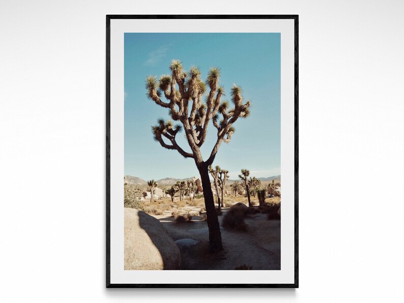 Afternoon in Joshua Tree Photography Fine Art Print | Desert ...