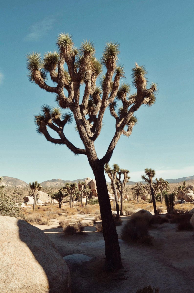 Afternoon in Joshua Tree Photography Fine Art Print | Desert ...