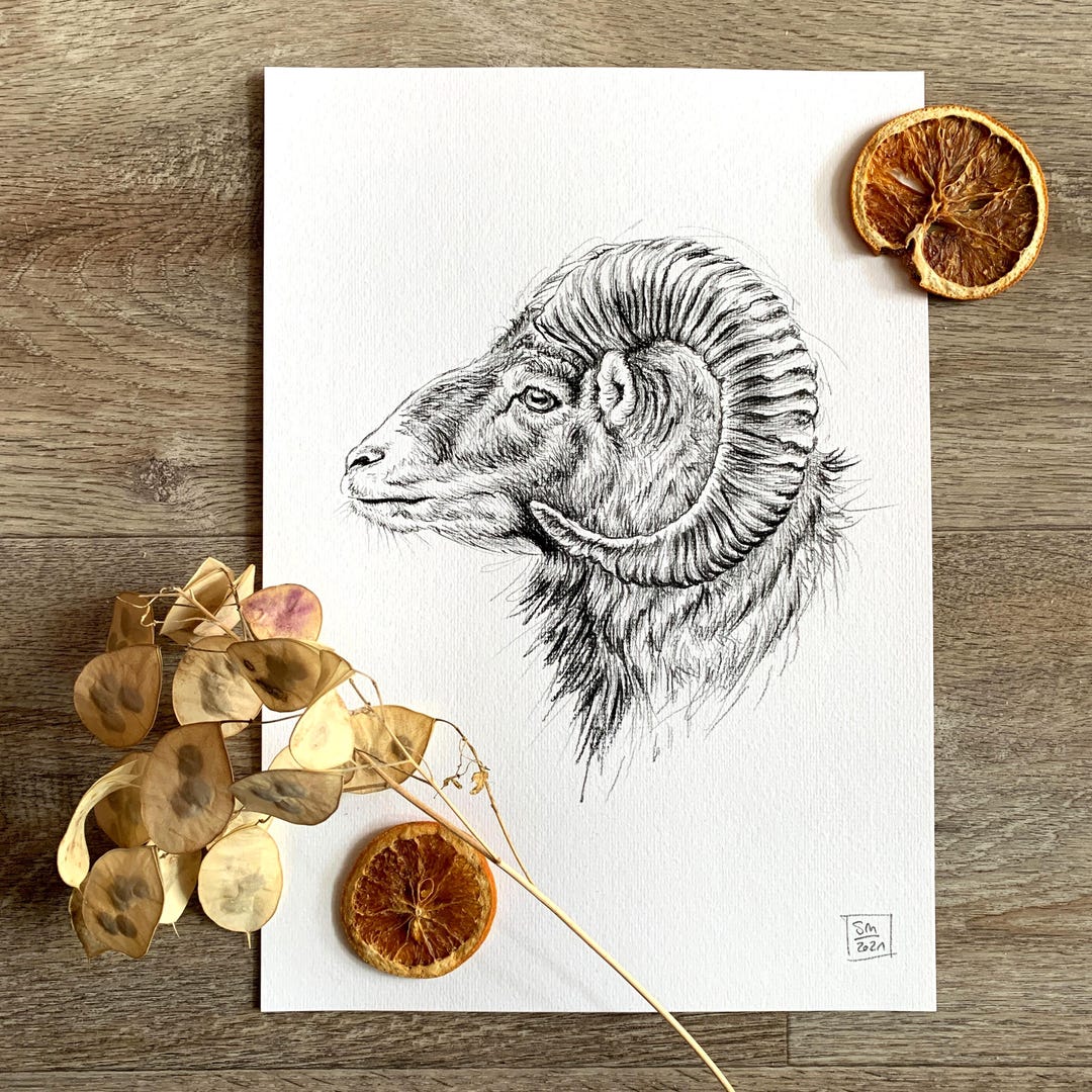 A4 Original Pencil Drawing Mouflon Ovis Gmelini Sheep Zodiac Aries No ...