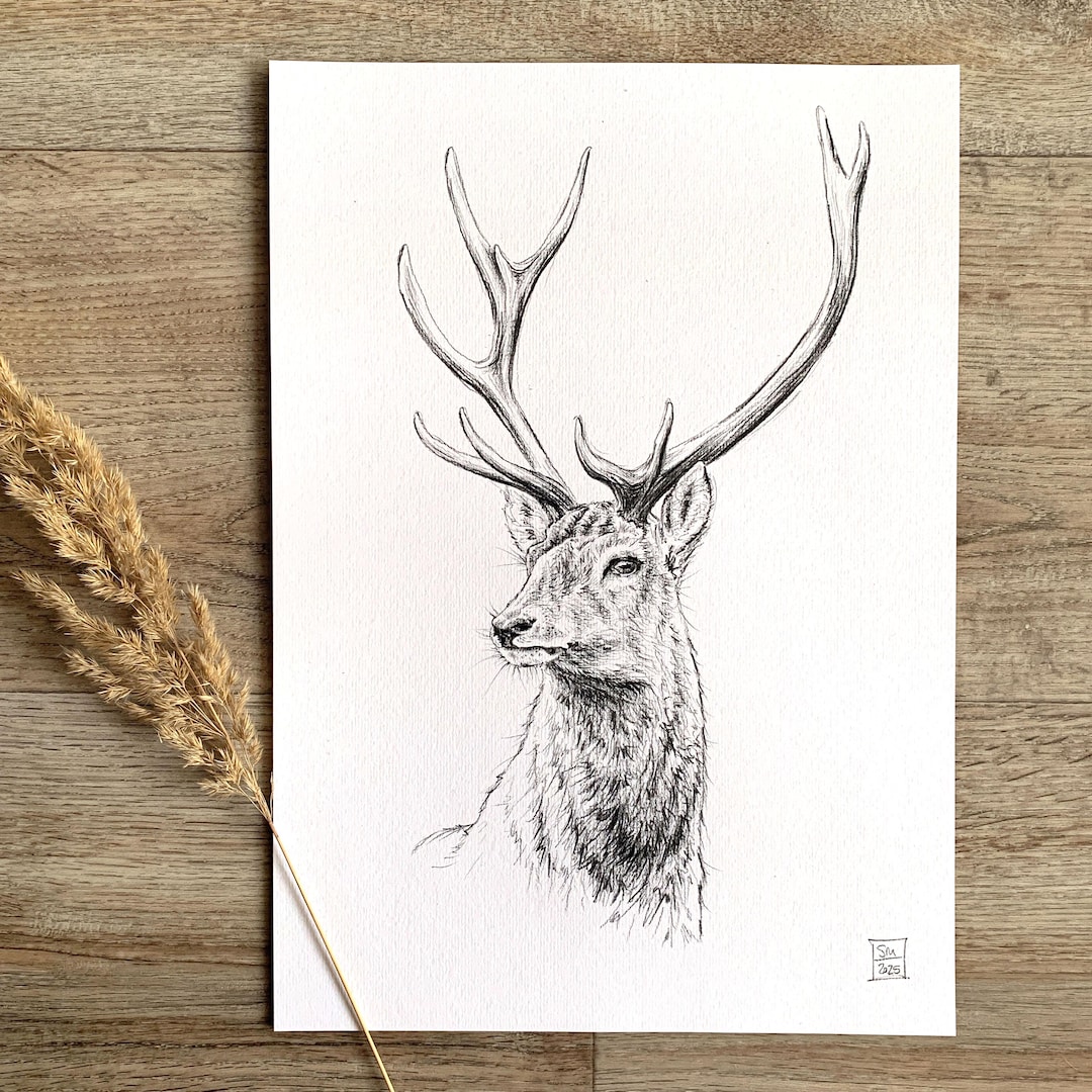 A4 Original Pencil Drawing Red Deer Stag Hart Cervus Elaphus No Print ...