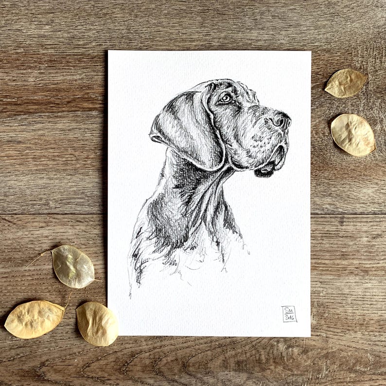 A5 Original Pencil Drawing Great Dane Dog Pet No Print • Handmade ...