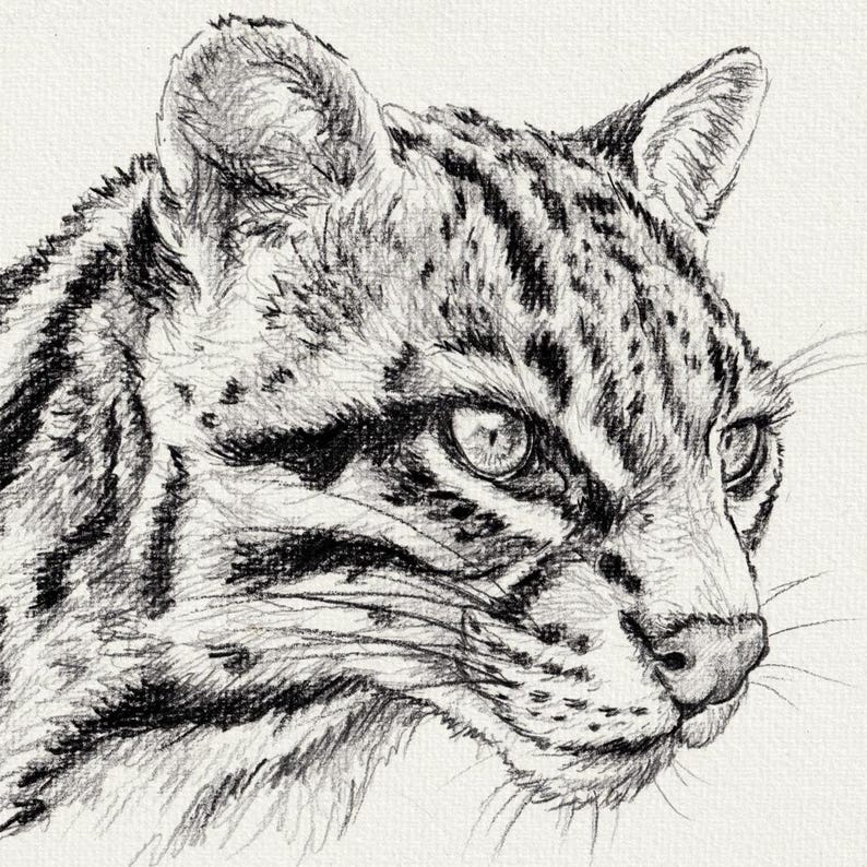 A4 Original Pencil Drawing Ocelot | No Print Handmade Cat Sketch ...
