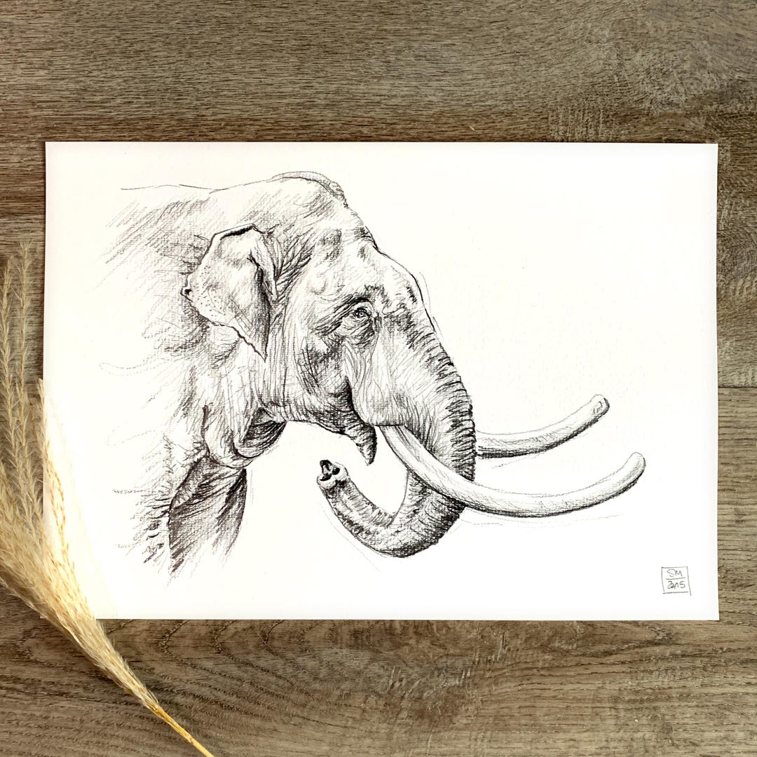 M • A4 • ORIGINAL DRAWING Asian Elephant • Handmade Pencil Illustration ...