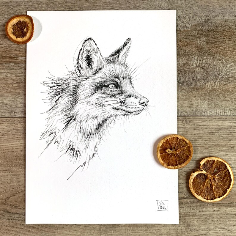 Original Pencil Drawing Red Fox Vulpes Vulpes No Print • Handmade ...