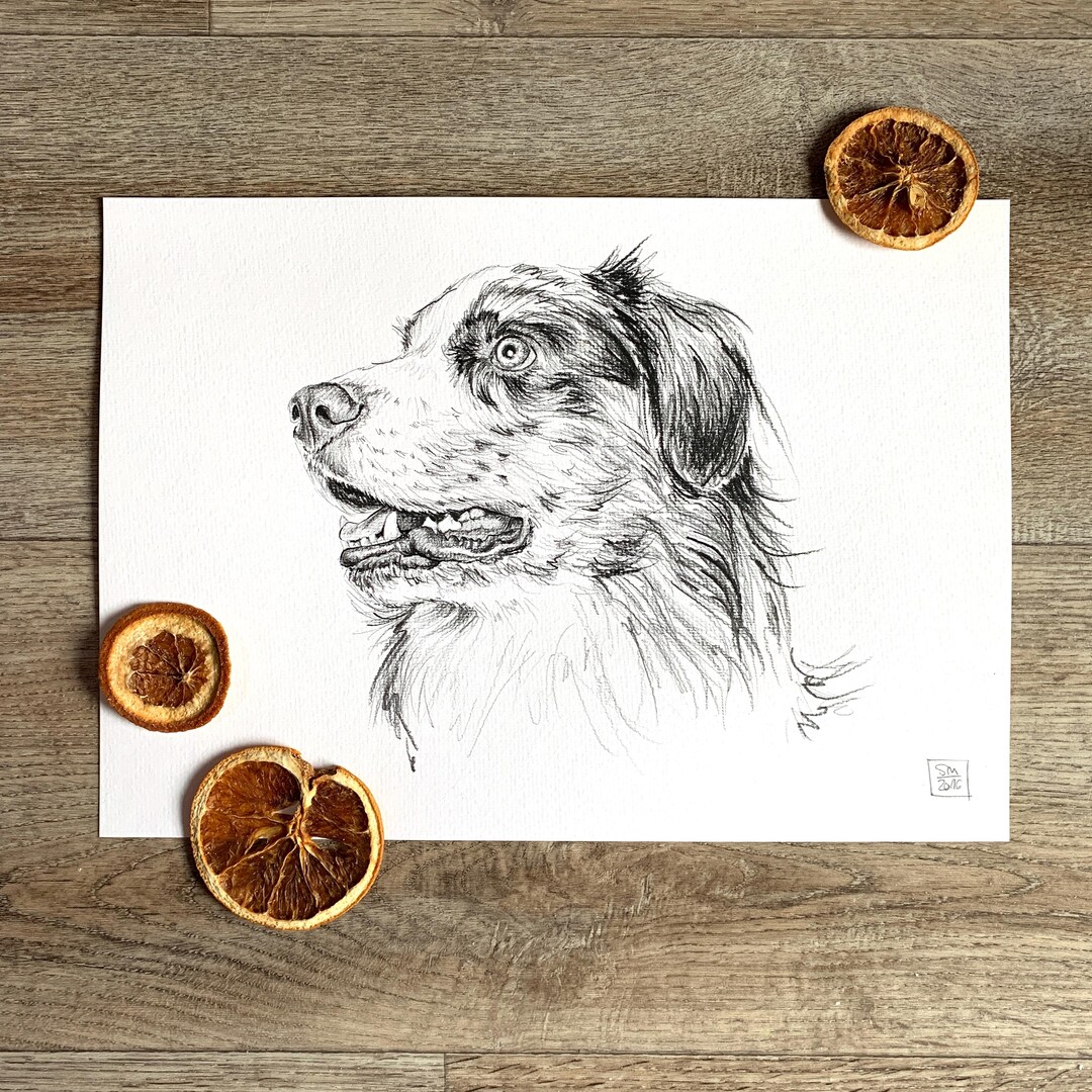 M A4 ORIGINAL DRAWING Australian Shepherd Handmade Pencil Illustration ...