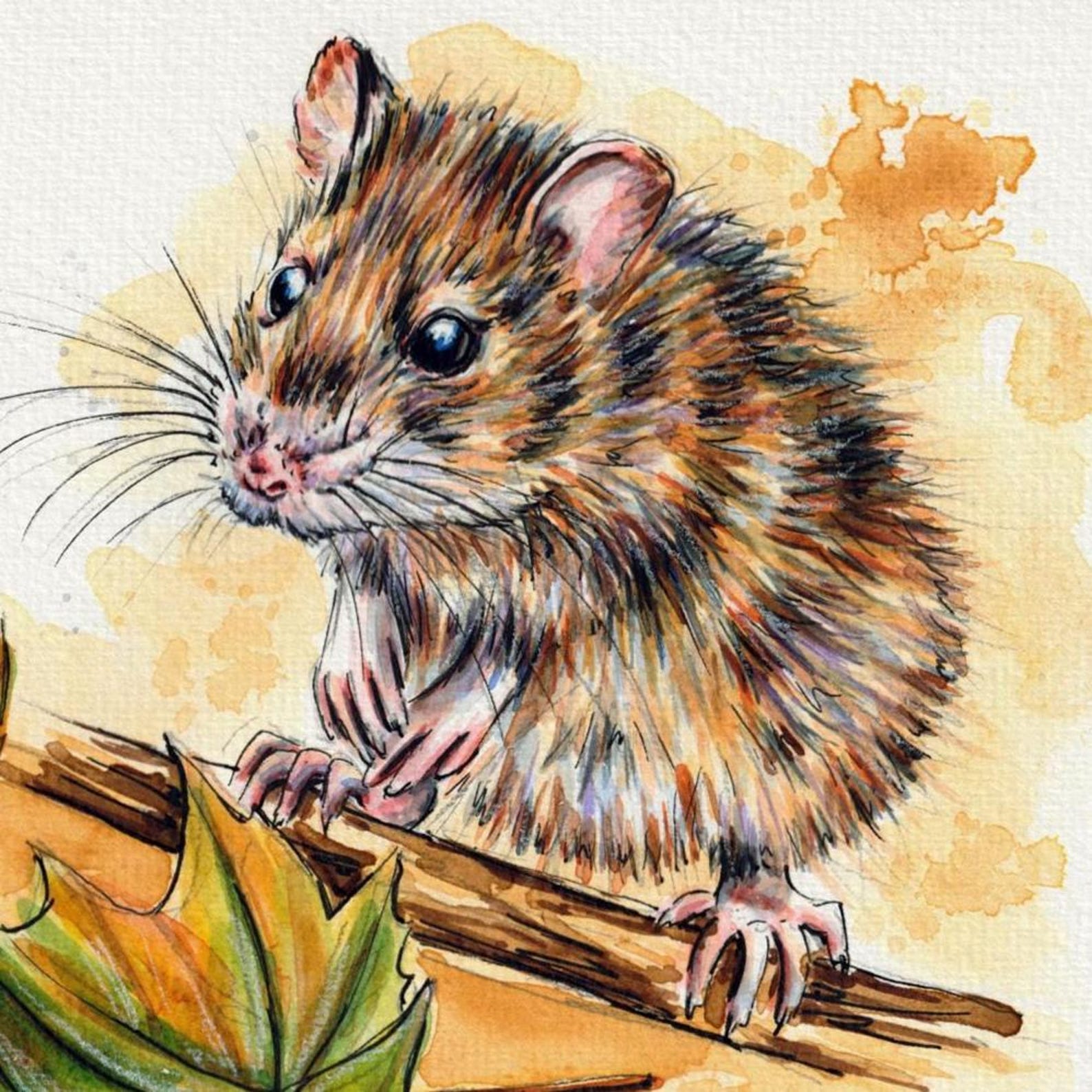 A4 Original Watercolor Painting Rat Rattus Brown Mouse No Print ...