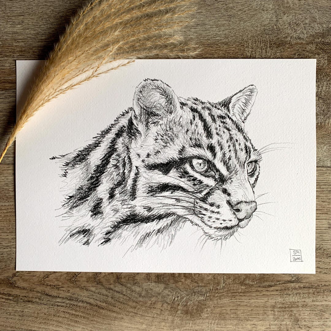 A4 Original Pencil Drawing Ocelot Cat Leopardus Pardalis No Print ...