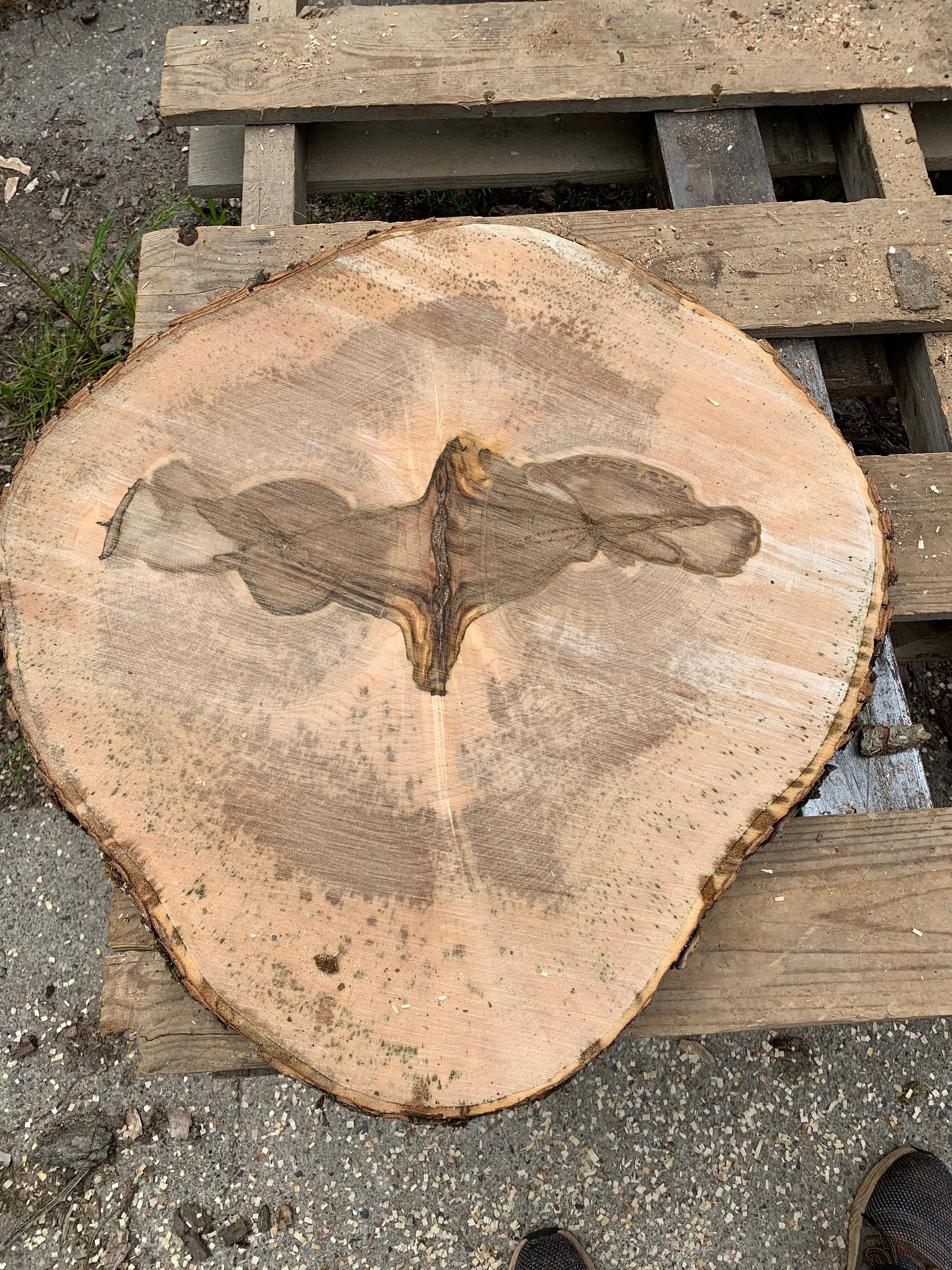 Tree disc maple ca 60-65/5 cm | Etsy