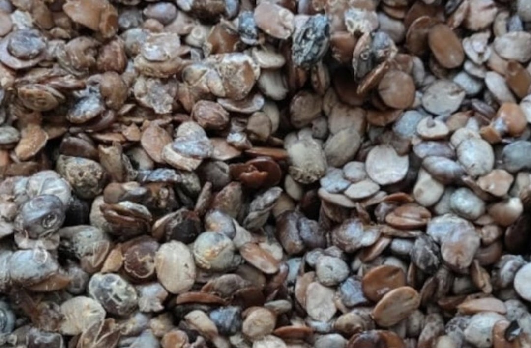 Iru/ Locust Beans/dawadawa - Etsy