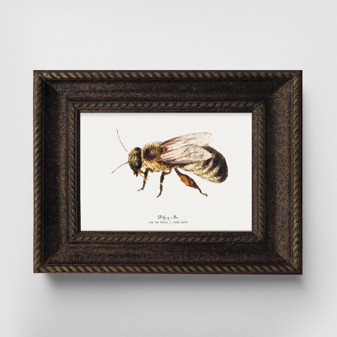 Vintage Bee Print | Natural History Wall Art | Honeybee Illustration - Etsy