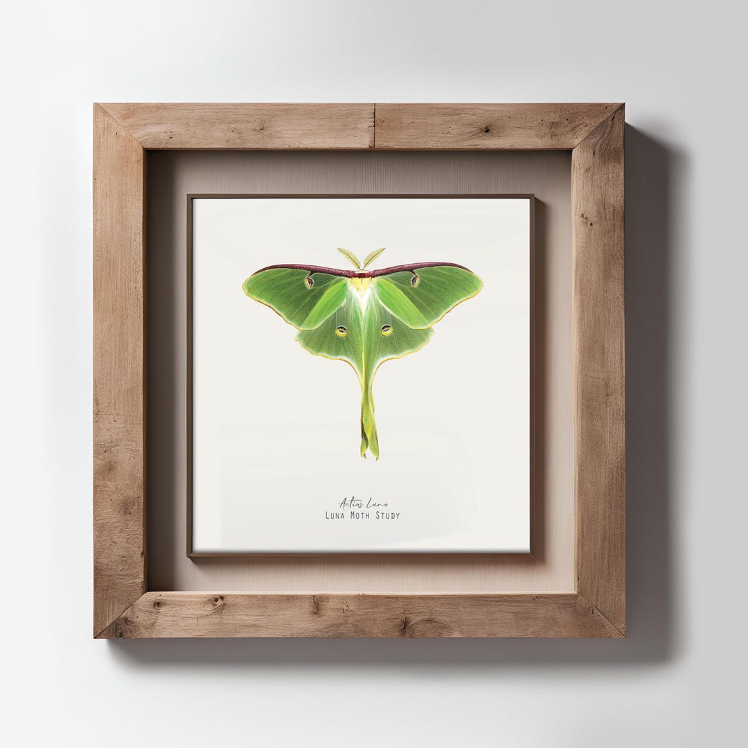 Luna Moth Print | Vintage Insect Art, Natural History Decor - Etsy