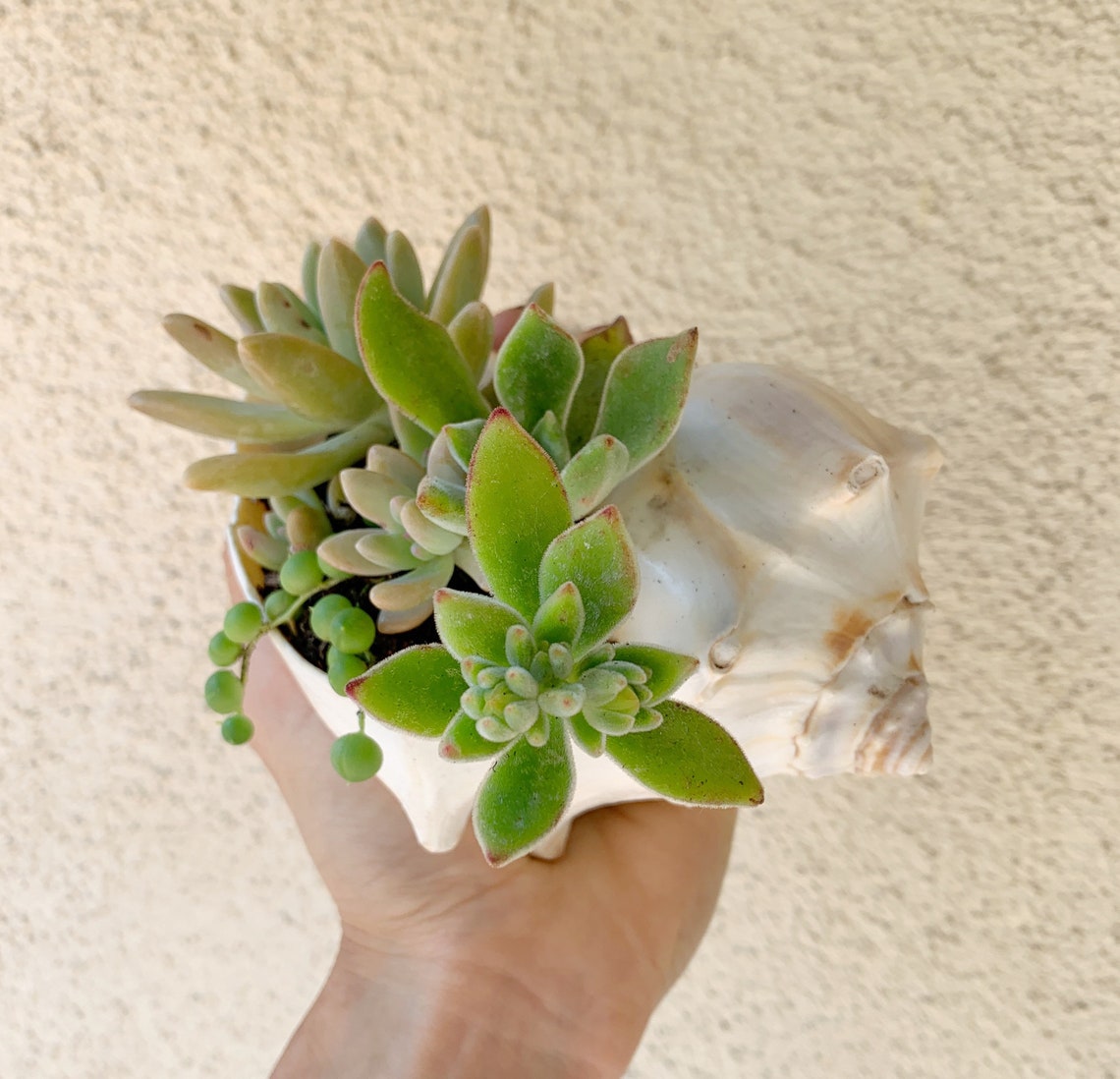 Knobbed Whelk Seashell Planter Live Succulent Arrangement. - Etsy