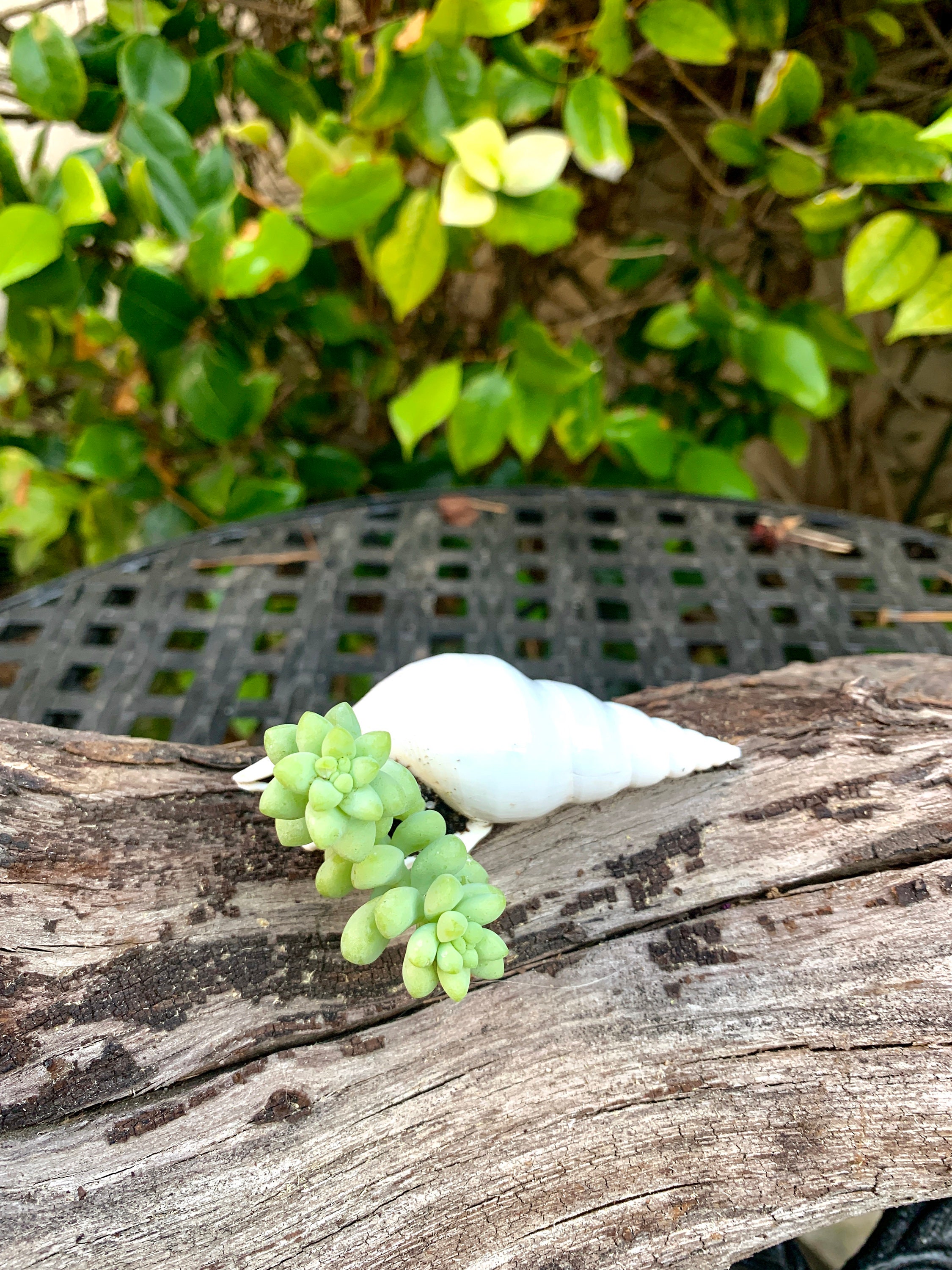 White Tibias Seashell Live Donkey Tail Succulents | Etsy
