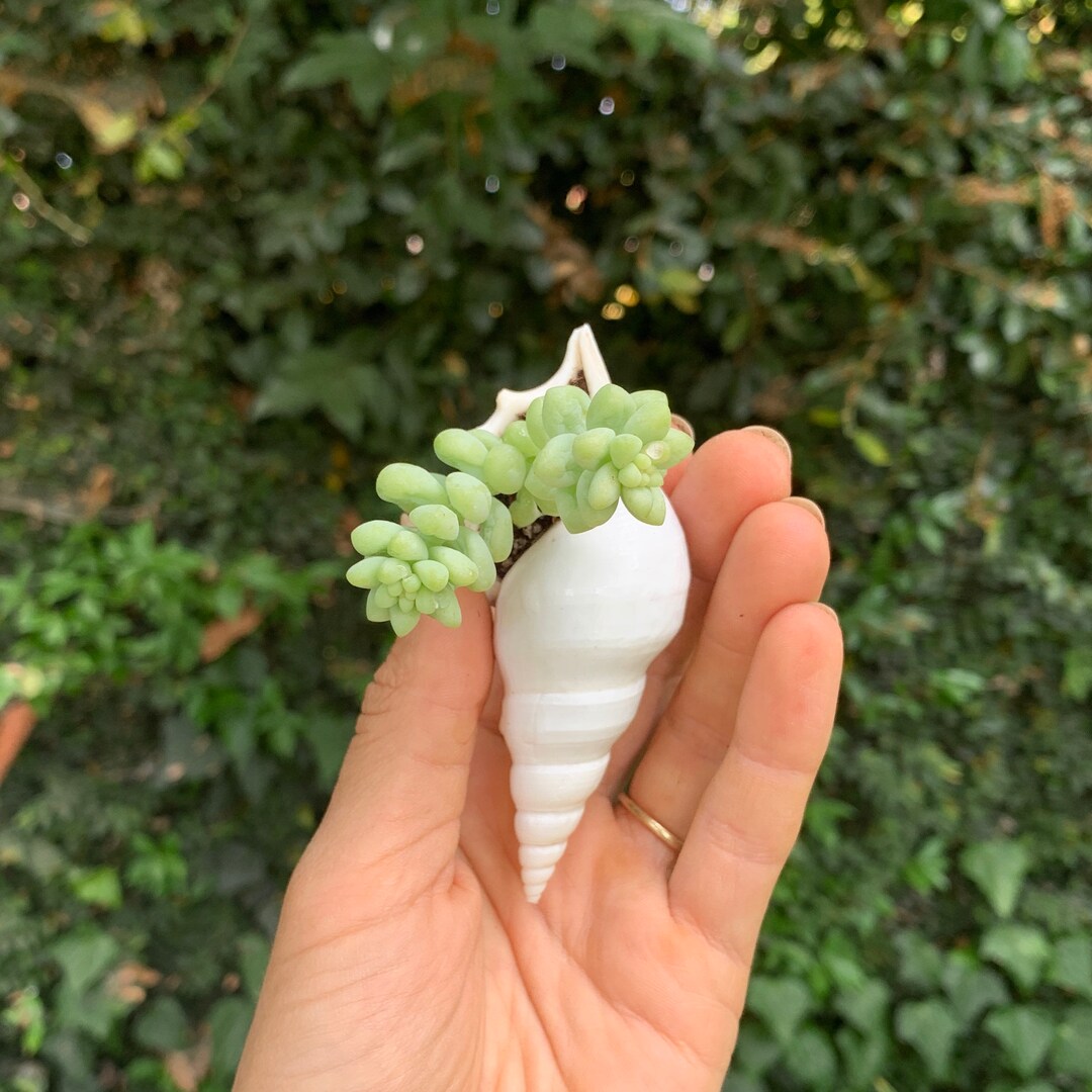 White Tibias Seashell + Live Donkey Tail Succulents Arrangement. Small ...