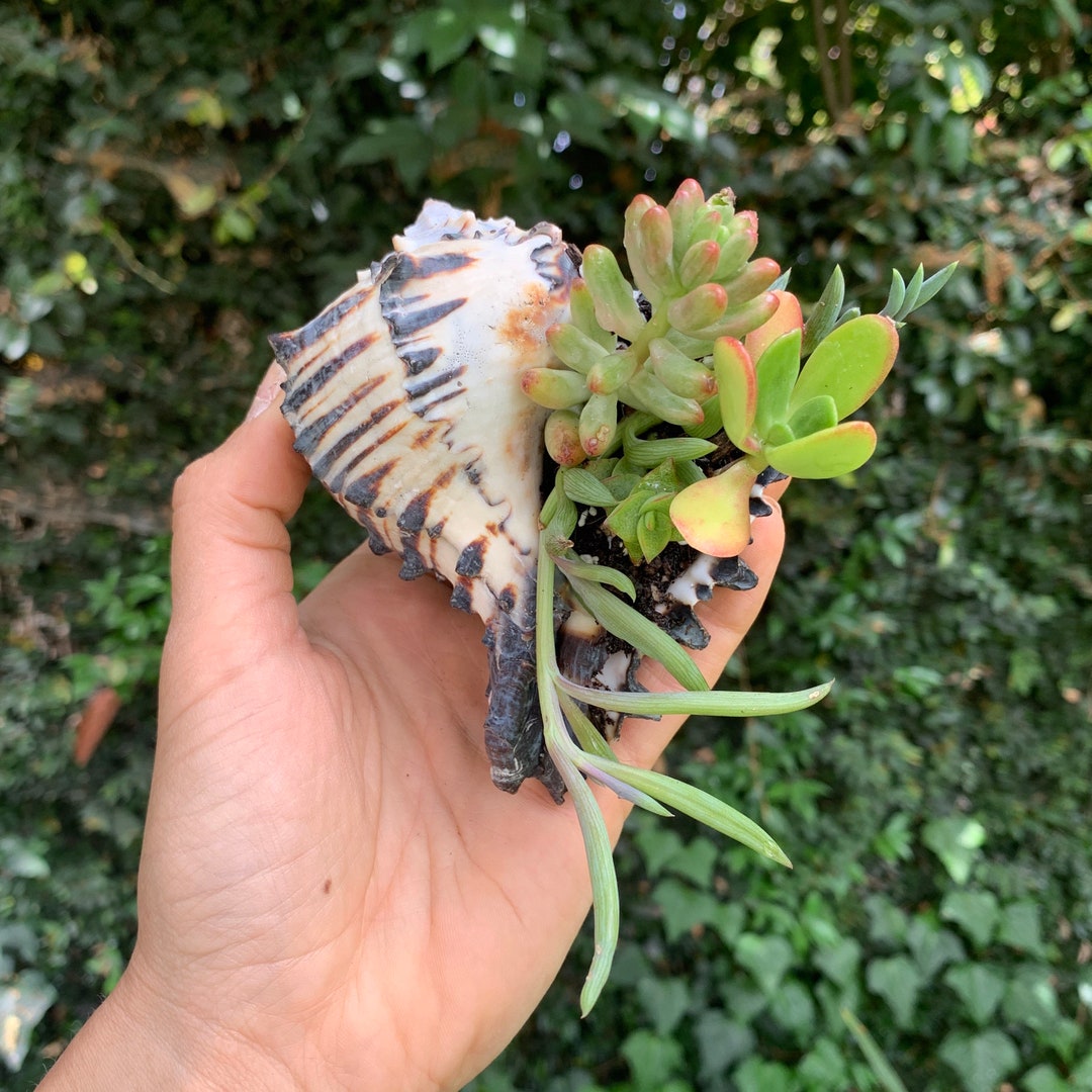 Concha marina Murex negra Arreglo de suculentas vivas. Carcasa Mediana ...