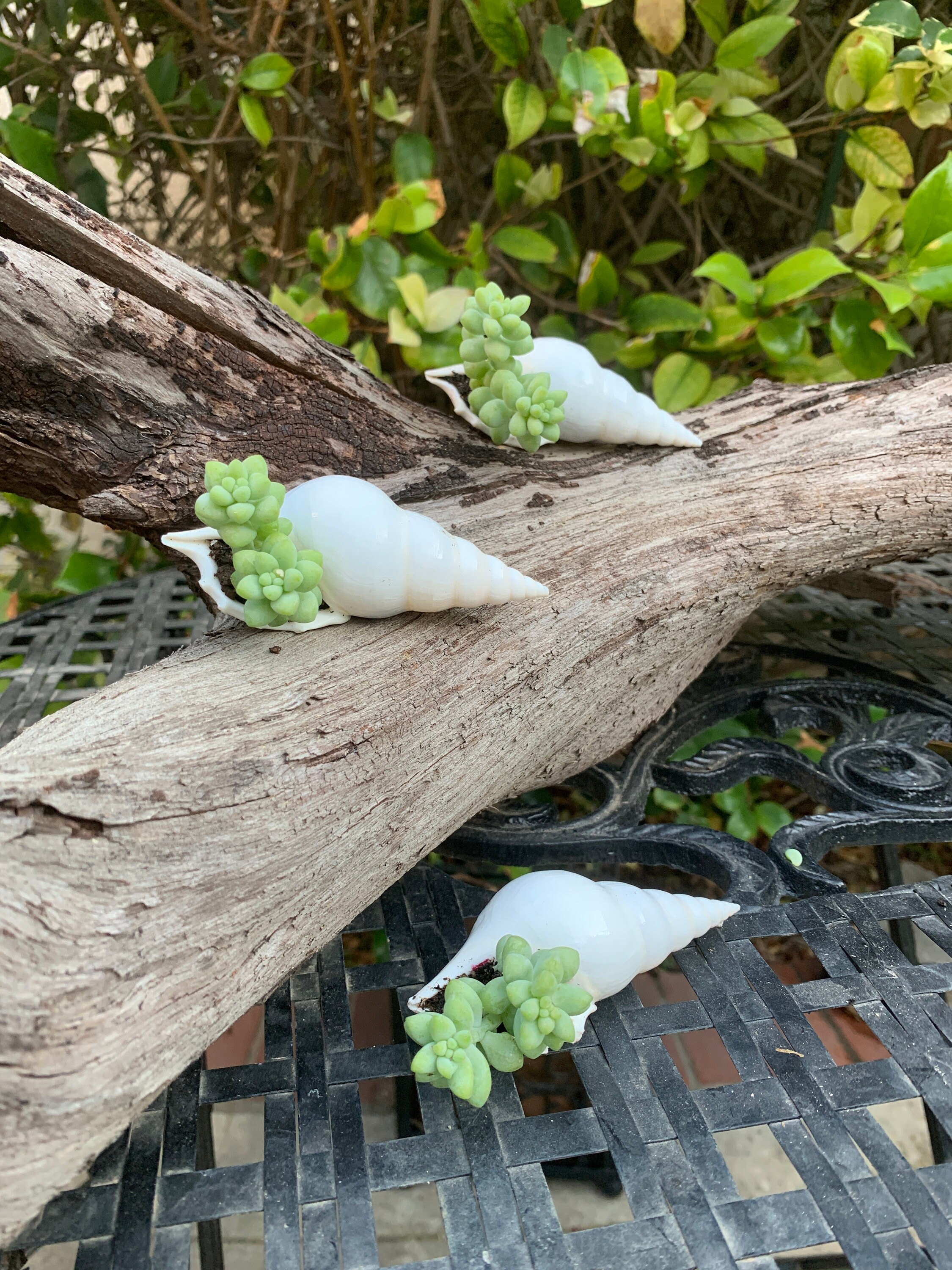 White Tibias Seashell Live Donkey Tail Succulents | Etsy