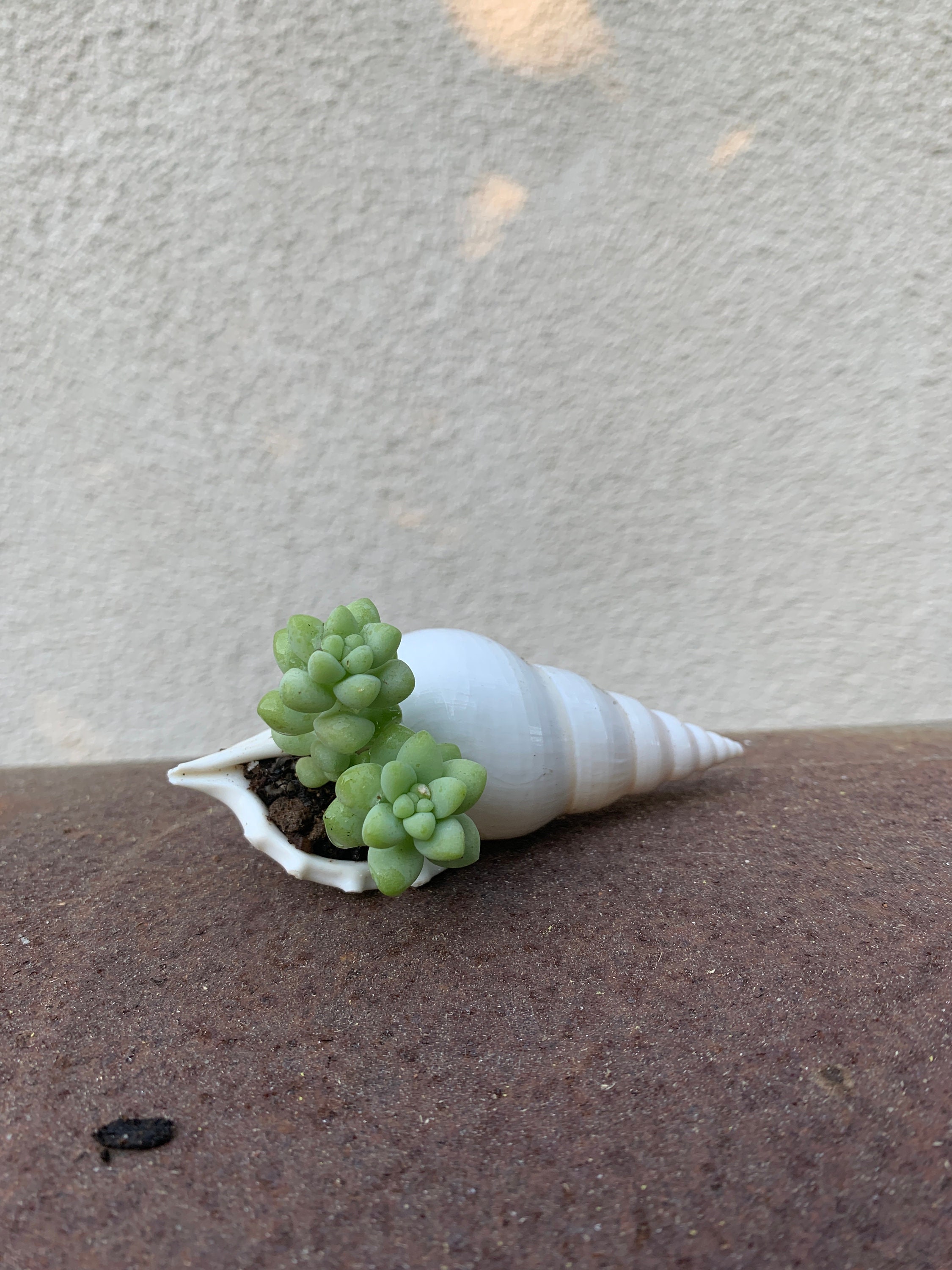 White Tibias Seashell Live Donkey Tail Succulents | Etsy India
