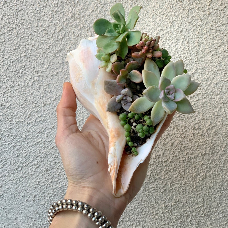 Shell Arrangements - Etsy