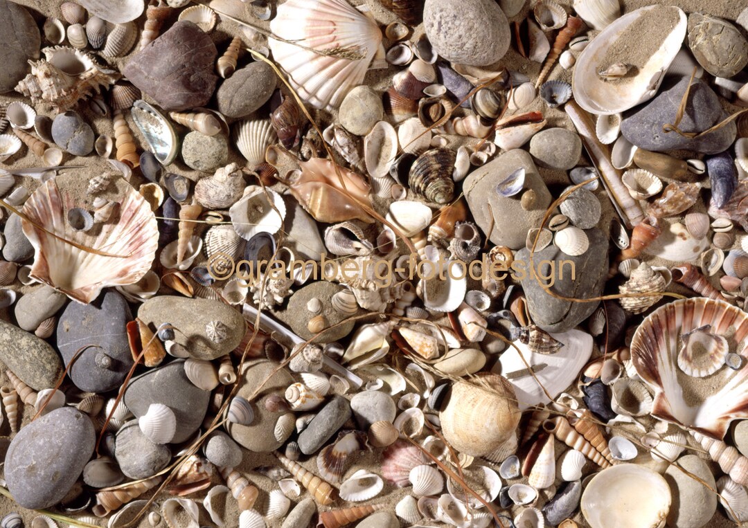 Photography still Life by the Sea Photo Picture Small Mural Gift Shells ...