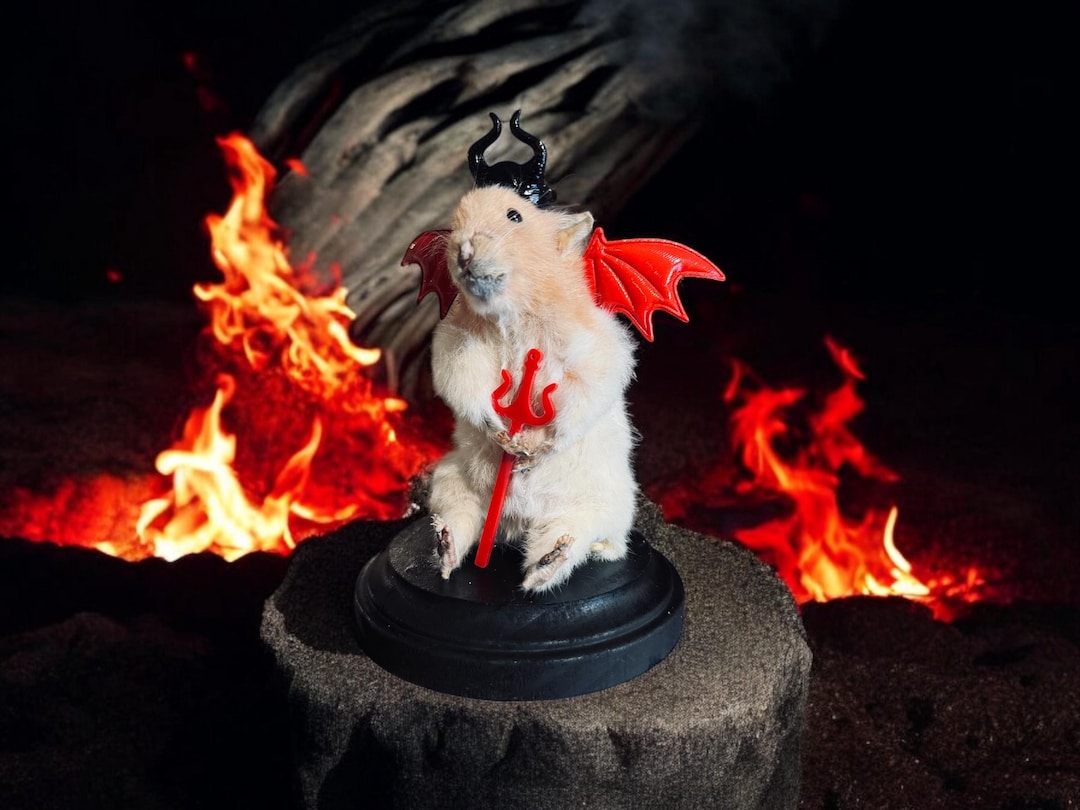 Hamster Mummified Skeleton Specimen Wet Dried Preserved Oddities ...