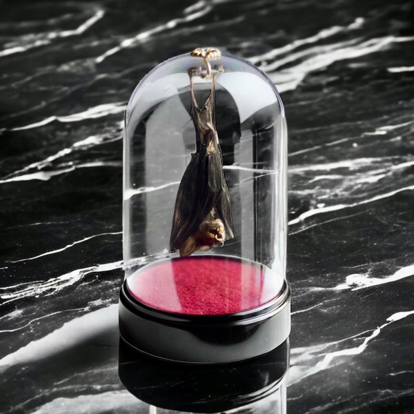 Bat Taxidermy - Etsy