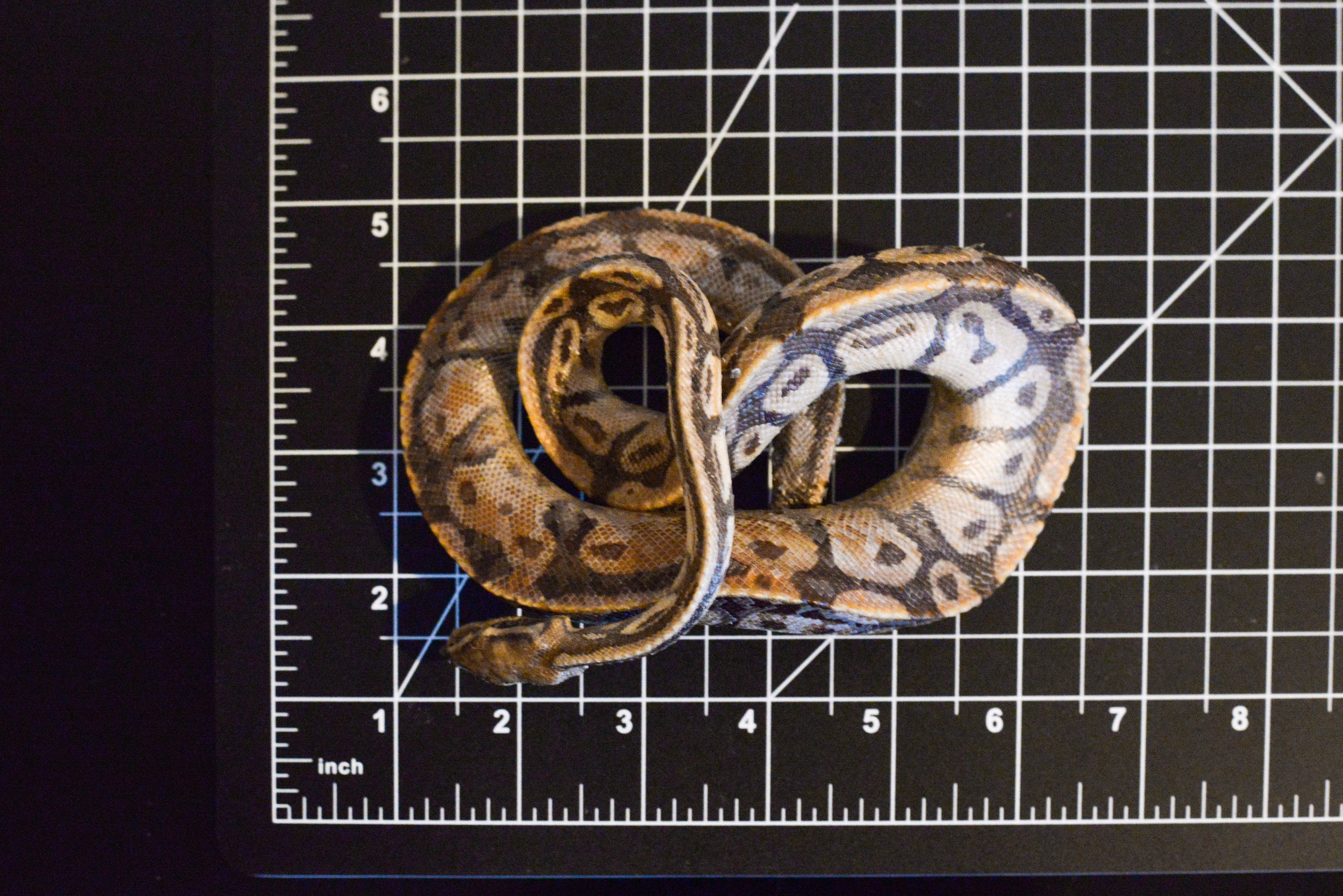 Snake mummified wet specimen Skeleton dried preserved oddities mystery ...