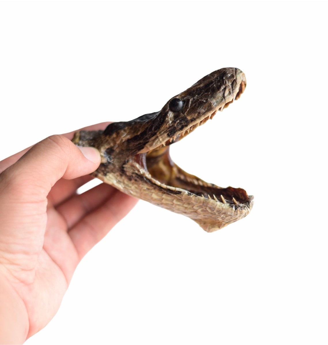 Snake Burmese Python Skull Mummified Wet Specimen Skeleton | Etsy