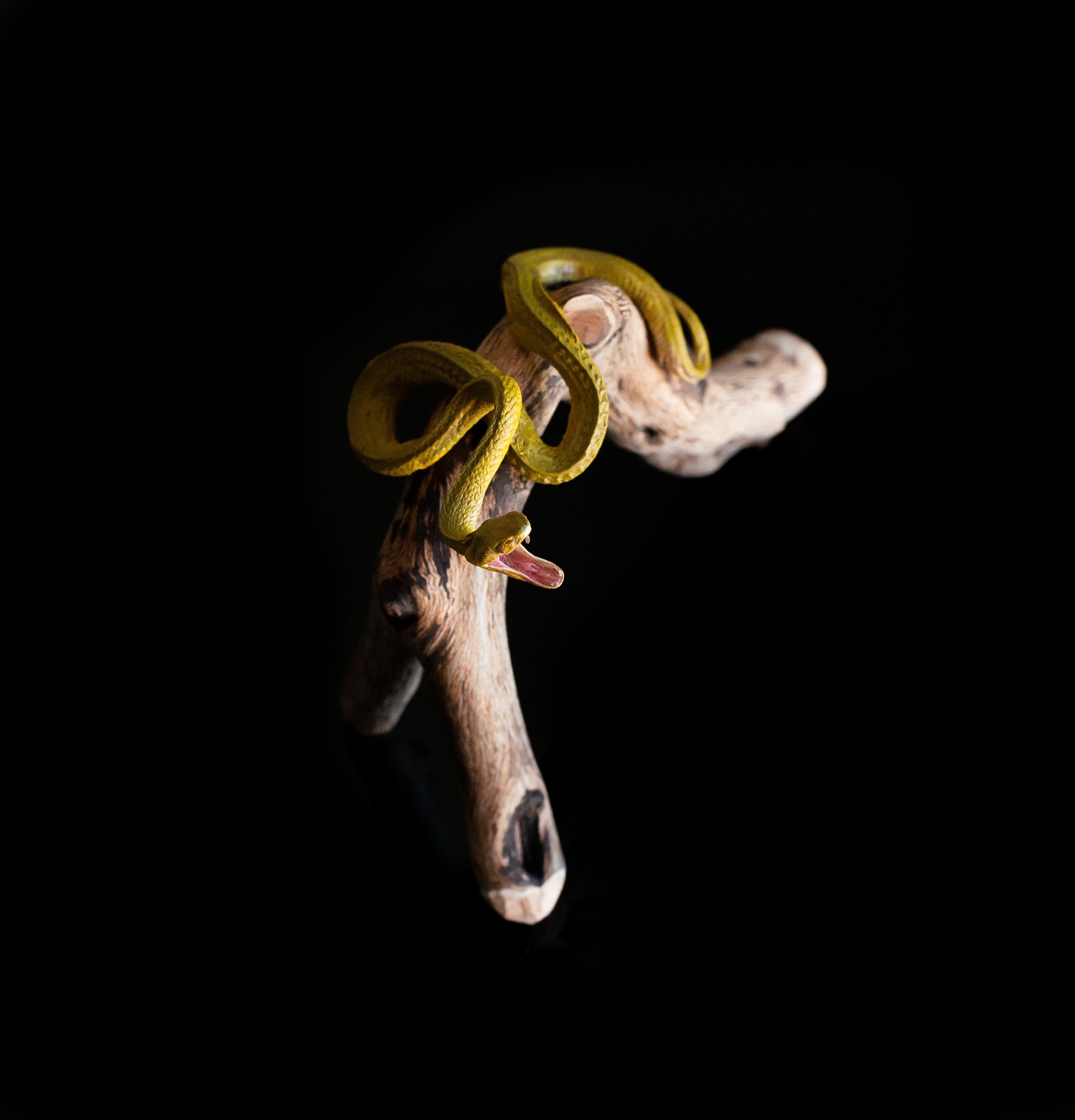 Snake display specimen skeleton mummified wet dried preserved oddities ...