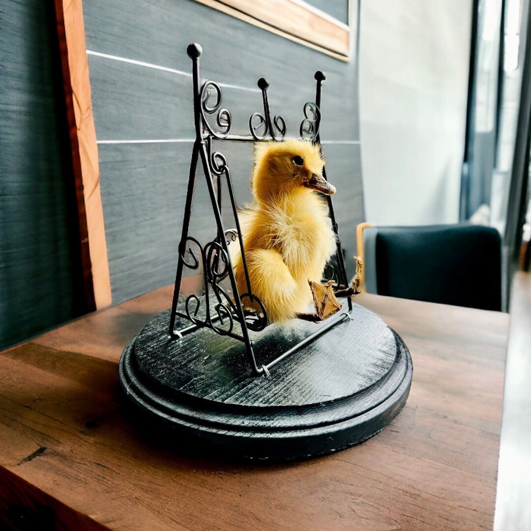 Duck Duckling Mummified Skeleton Specimen Wet Dried Preserved Oddities ...