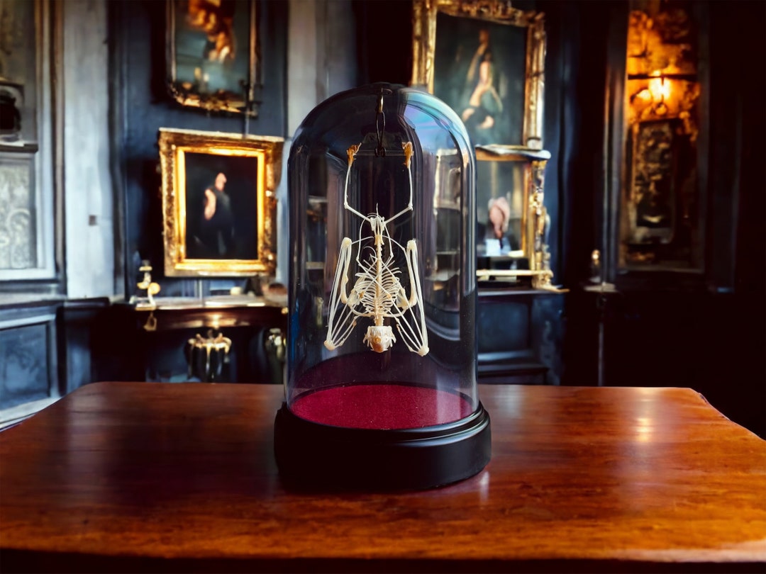 Large Bat Dome Free Swing Skull Odd Skeleton Bone Specimen Wet - Etsy