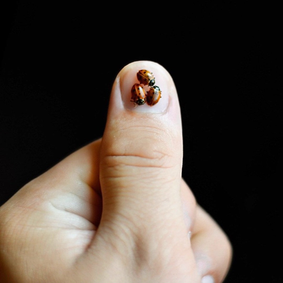 Ladybug 3 Specimen Skeleton Wet Dried Oddities Mummified - Etsy