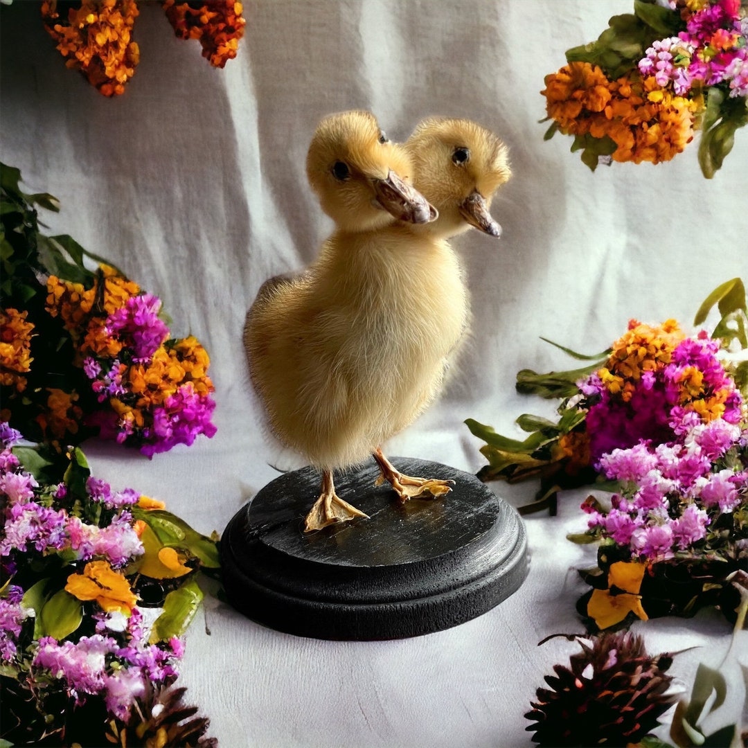 Duck Two Headed Gaff Duckling Mummified Skeleton Specimen Wet Dried ...