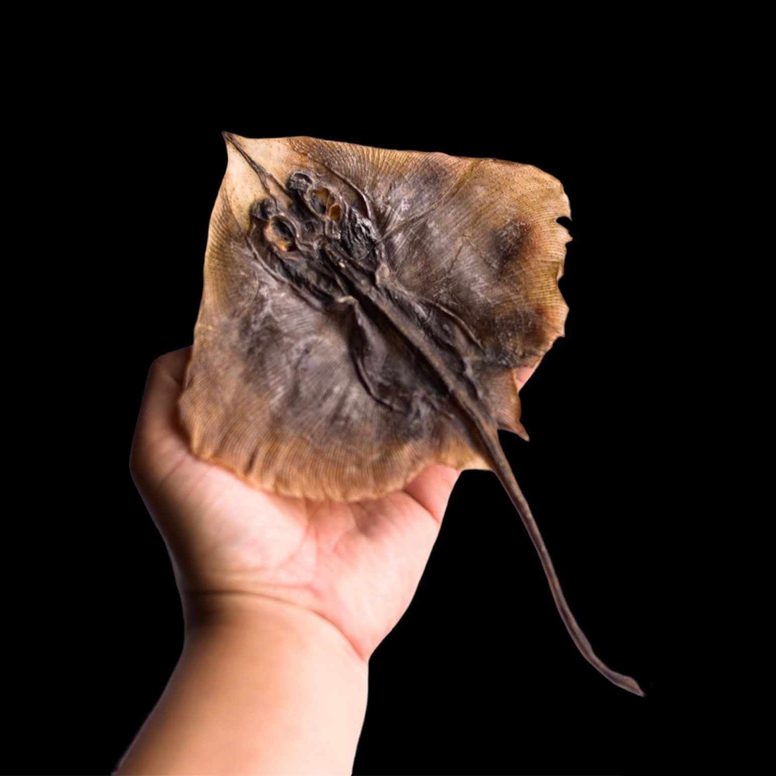 Stingray Mummified Skeleton Specimen Wet Dried Preserved | Etsy