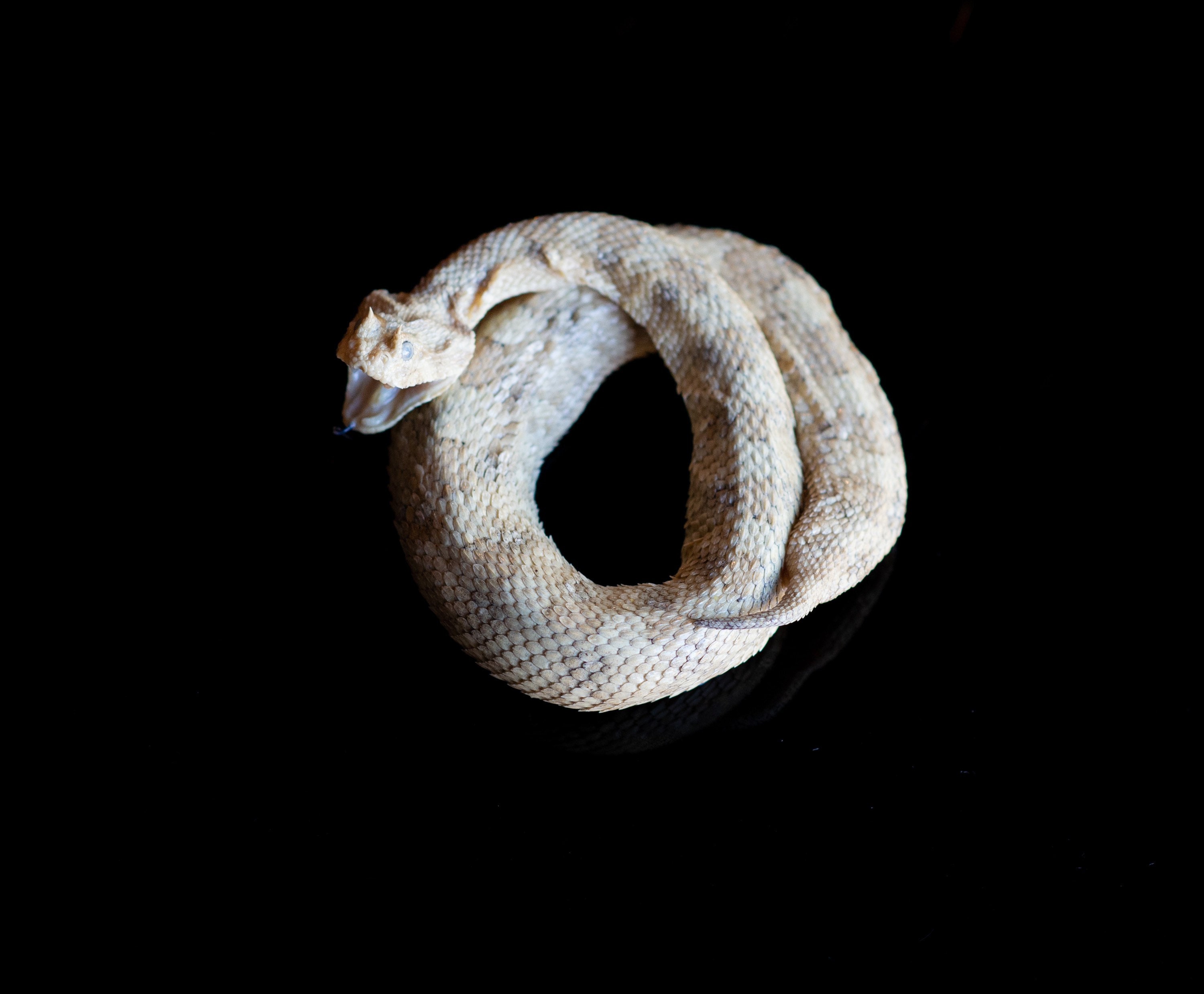 Snake Skeleton specimen wet dried preserved oddities mummified mystery ...