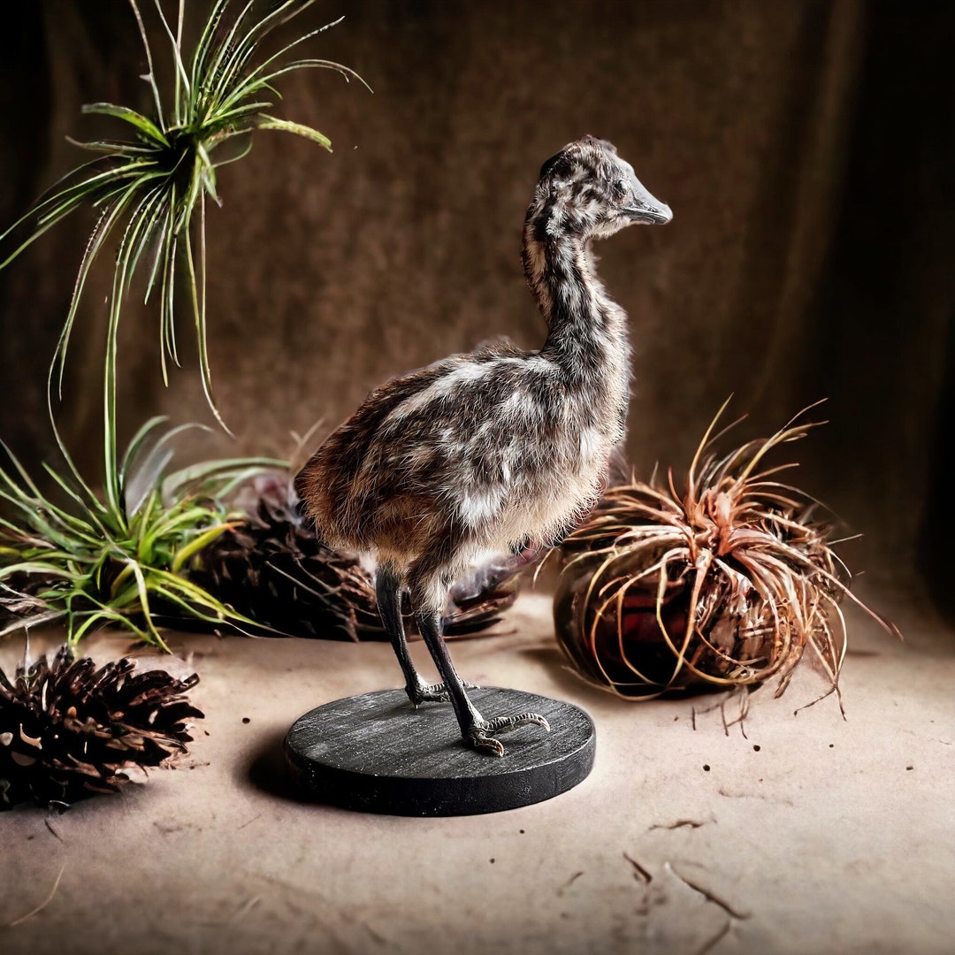 Emu Chick Emu Mummified Skeleton Specimen Wet Dried Preserved - Etsy