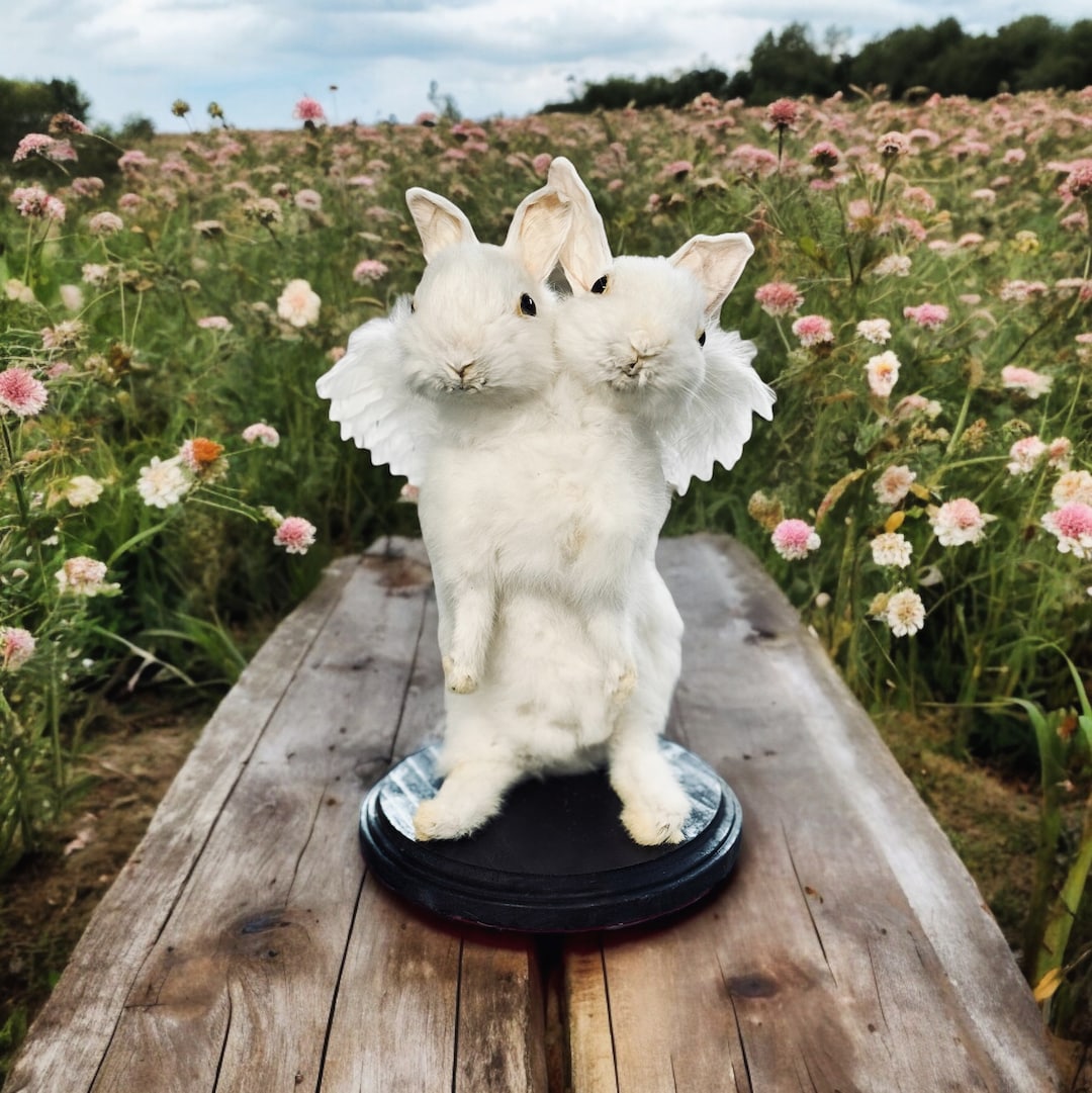 Rabbit Bunny 2 Headed Mummified Skeleton Specimen Wet Dried Preserved ...