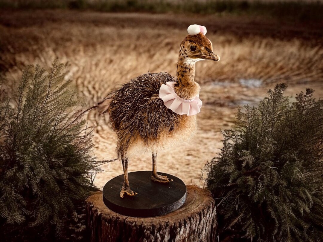 Ostrich Chick Emu Mummified Skeleton Specimen Dried Preserved Oddities ...