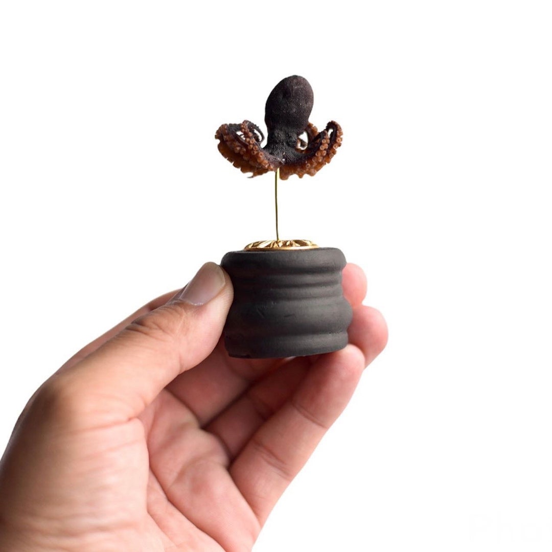 Octopus Display Love XO Dried Specimen Wet Dried Preserved - Etsy