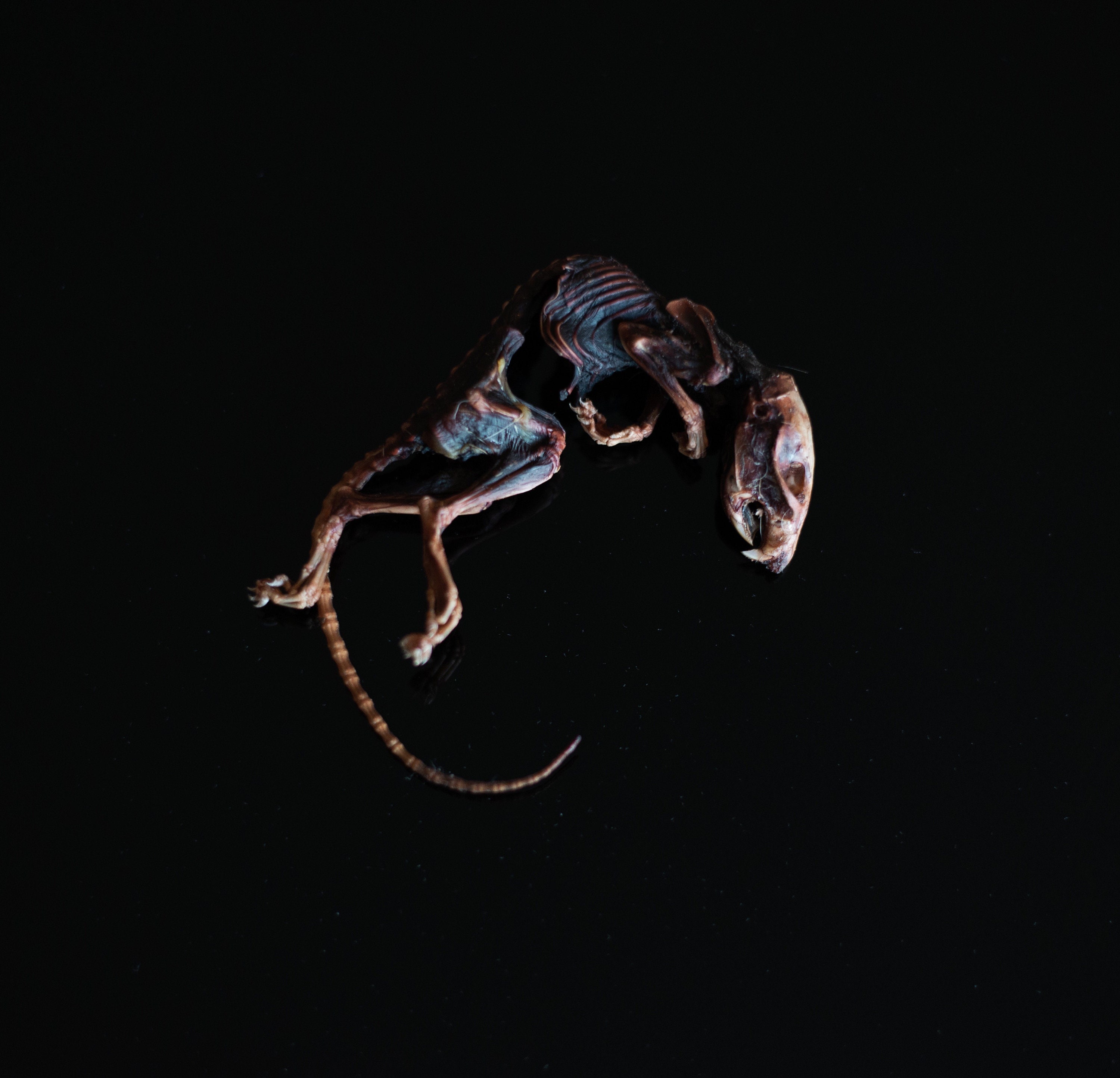 Rat mummified skeleton specimen wet dried preserved oddities mystery ...