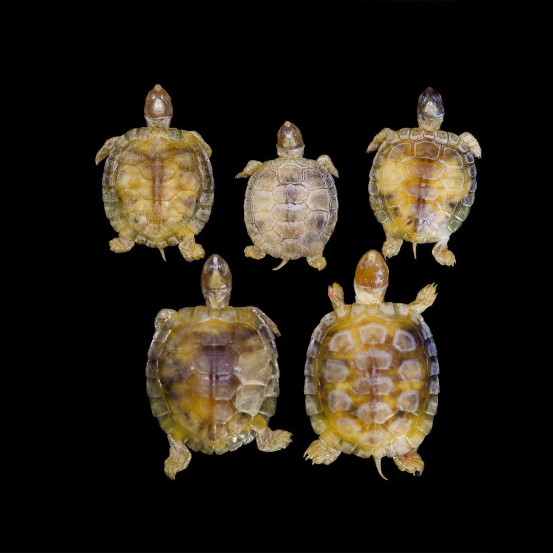 Albino Plastinated Turtle Skull Odd Skeleton Bone Specimen Wet Dried ...