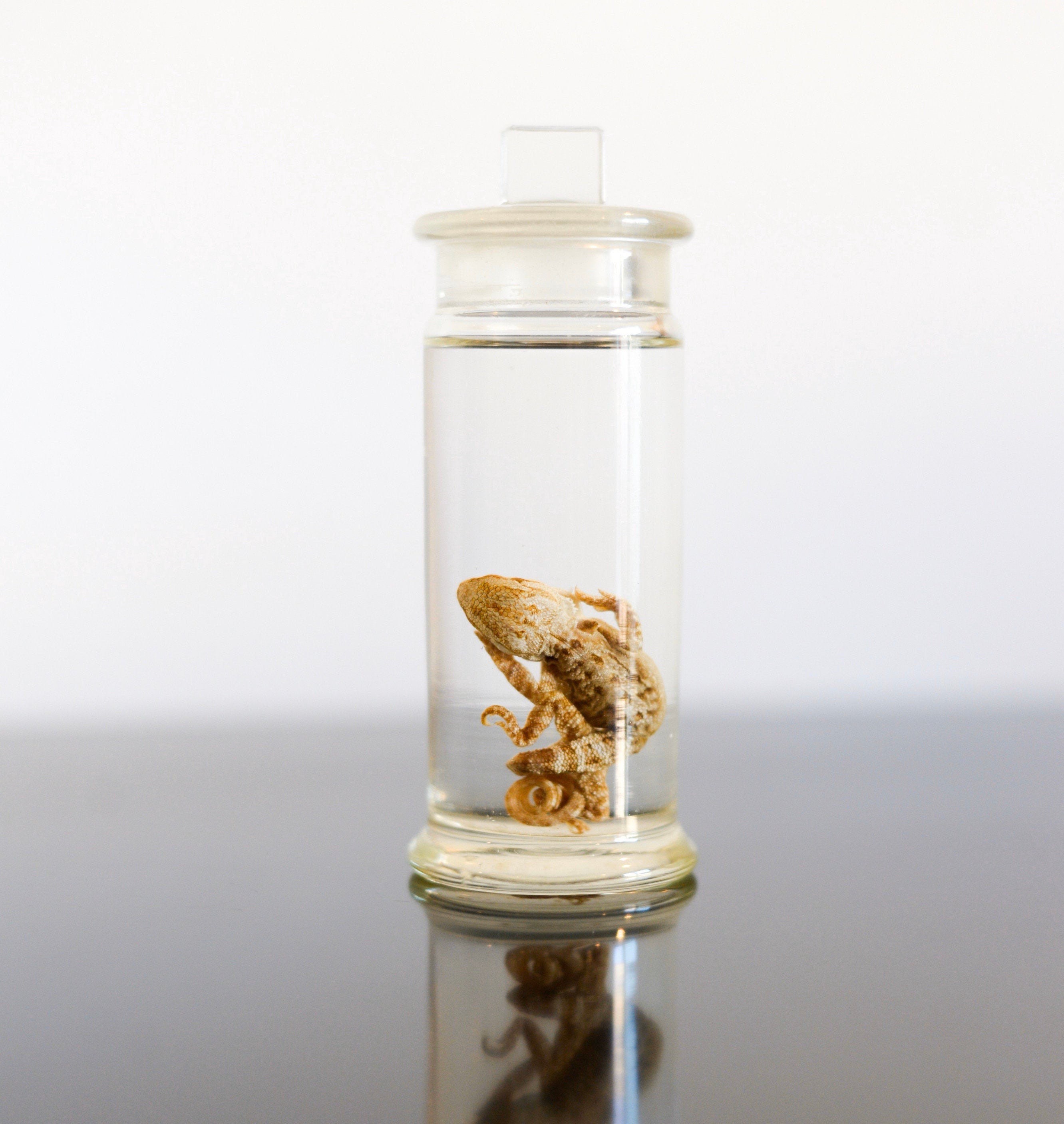 Lizard Skeleton specimen wet dried preserved oddities mummified mystery ...