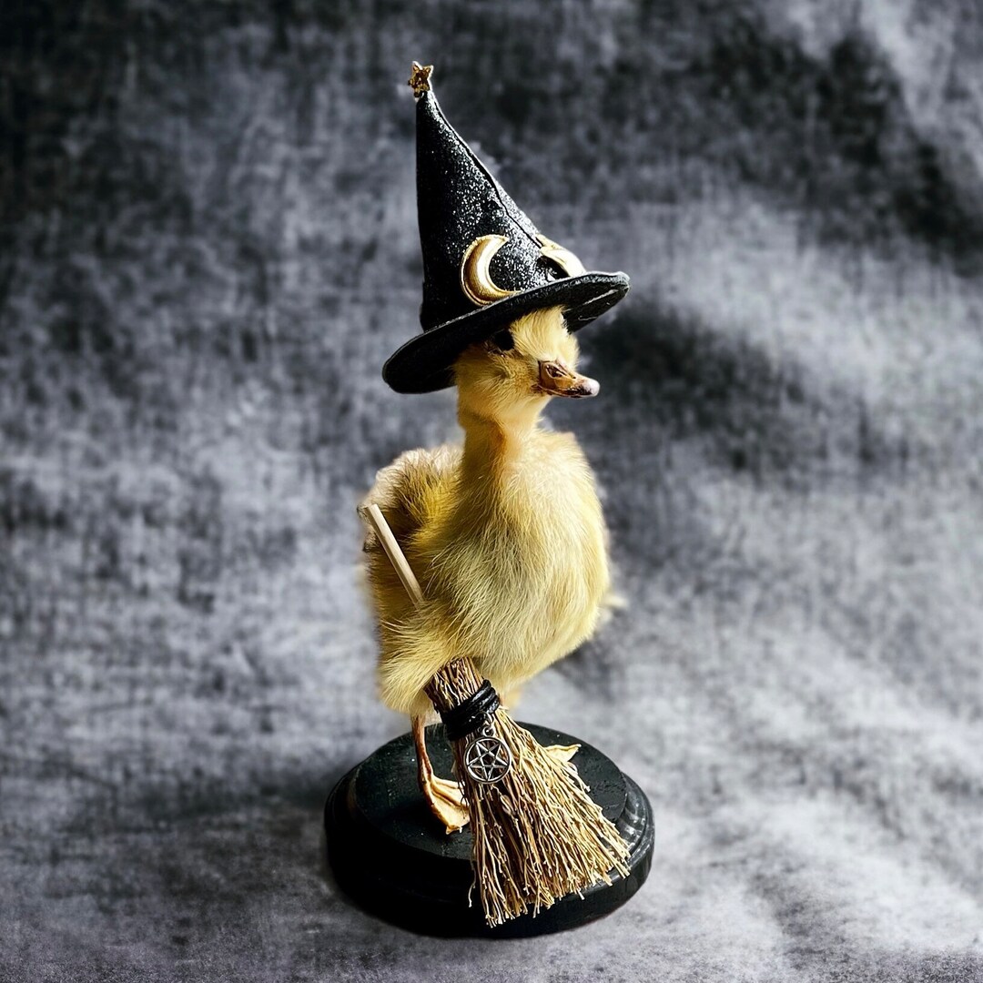 Duck Duckling Mummified Skeleton Specimen Wet Dried Preserved Oddities ...